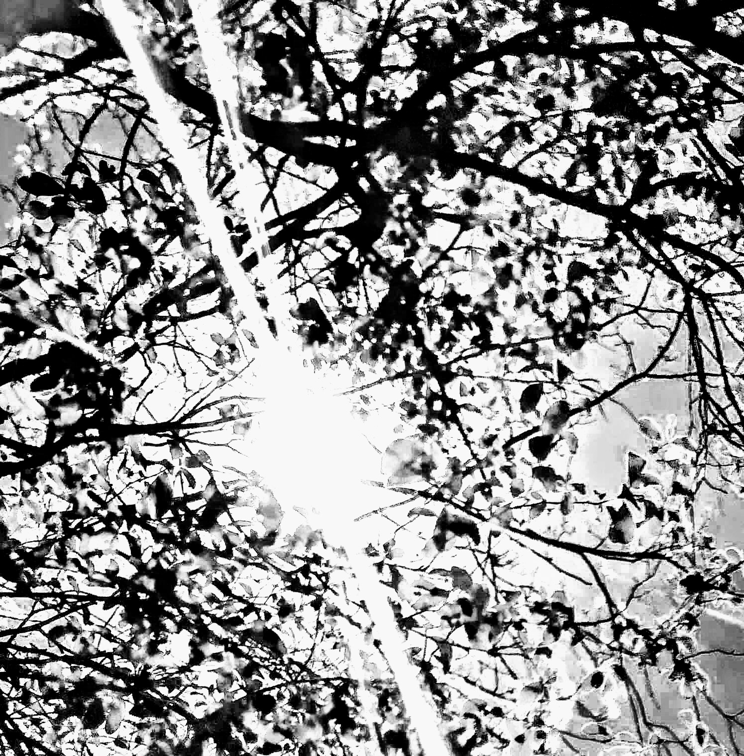 Heidegger: The Fourfold | that-which