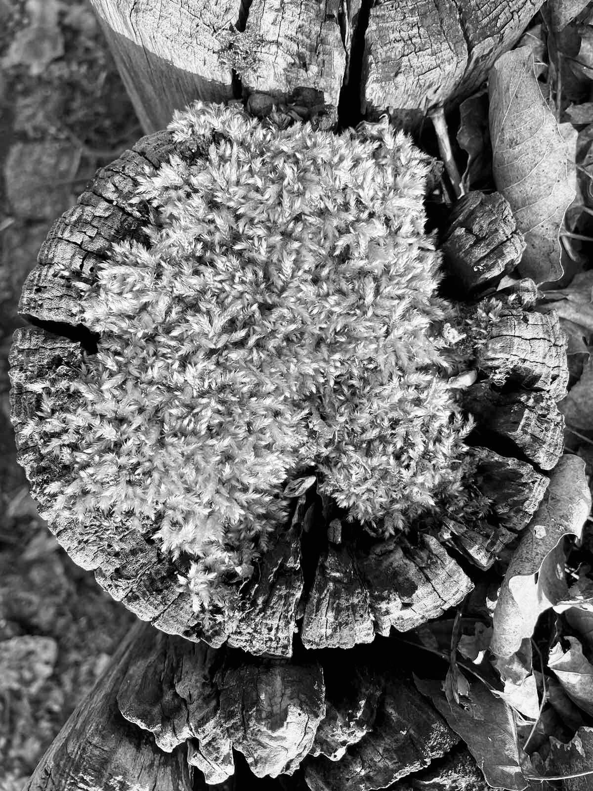 Derrida on Forgiveness and the Unforgivable | that-which